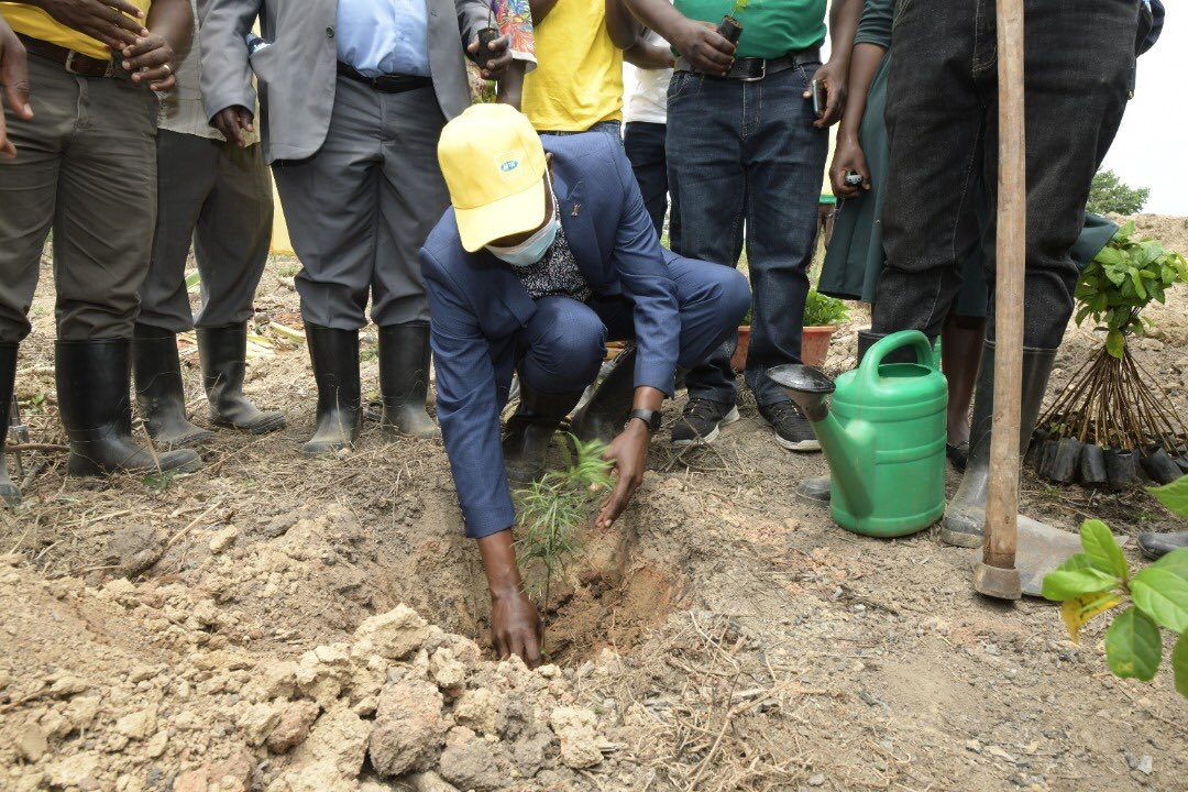 MTN plants trees as it targets 250k shareholders in Uganda - 256 ...
